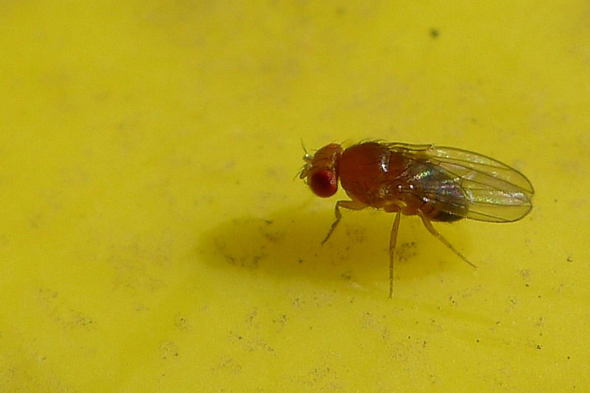 How do you get rid of fruit flies? | Peninsula News Review