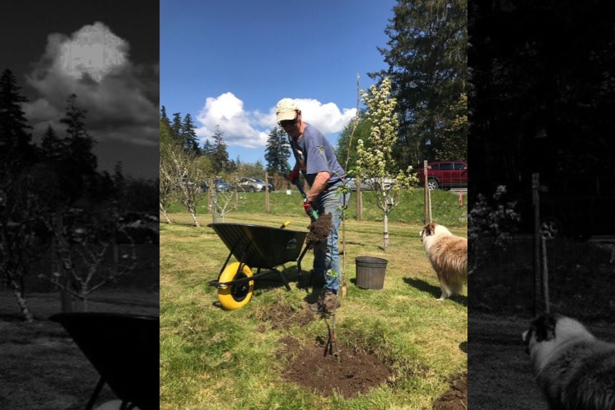 A piece of Sooke history still grows at Sunriver Orchard | Peninsula ...
