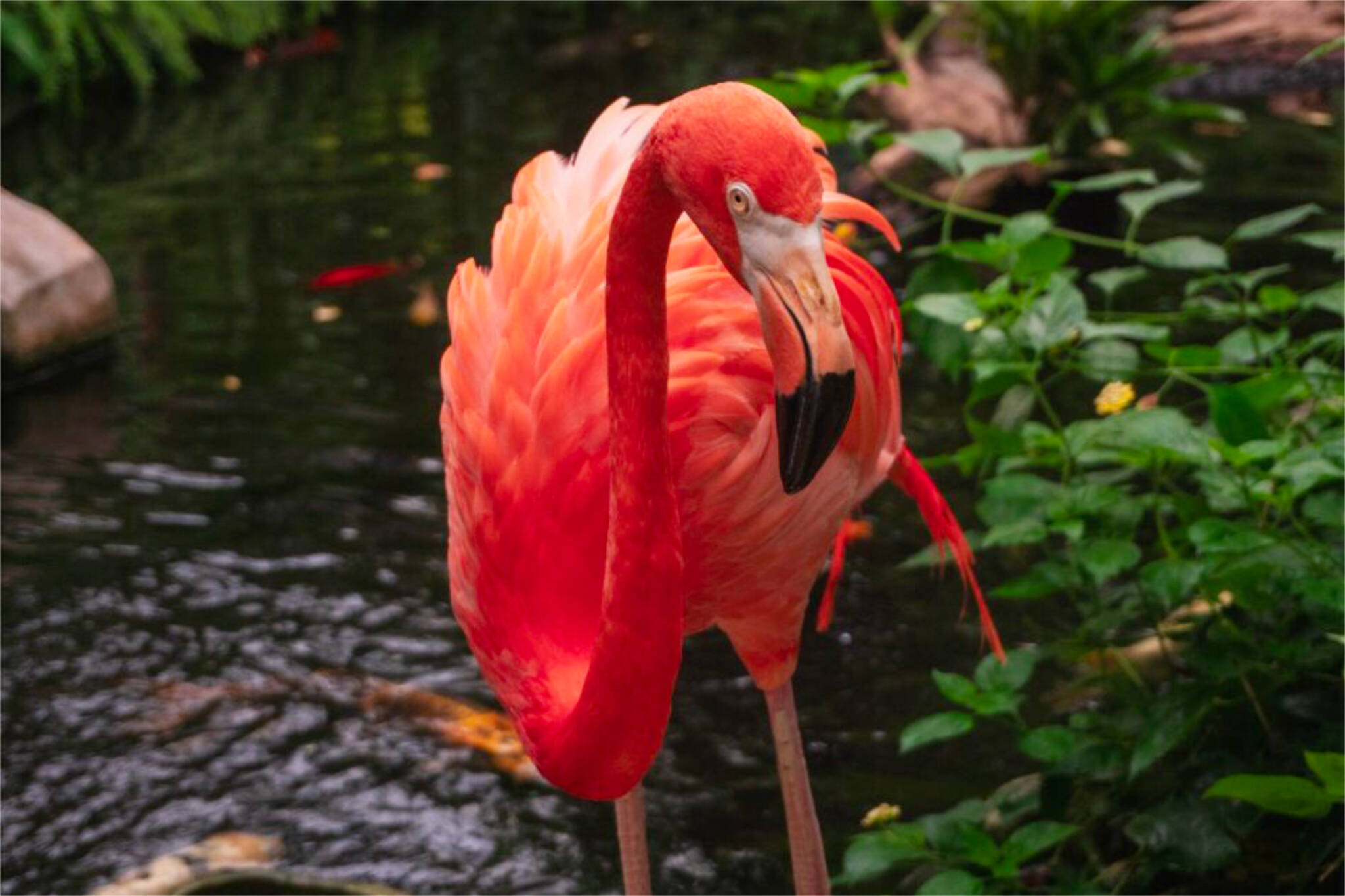 One of ‘world’s oldest’ flamingos celebrates 50th birthday in Central ...