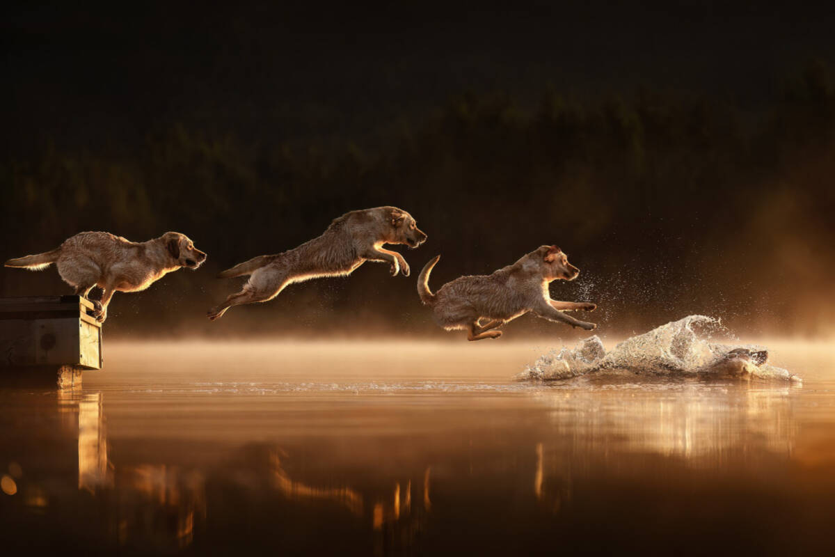 B.C. woman’s leaping Labrador shot wins worldwide photo competition ...